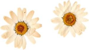 Nell Merlino – Artist / Activist/ Author